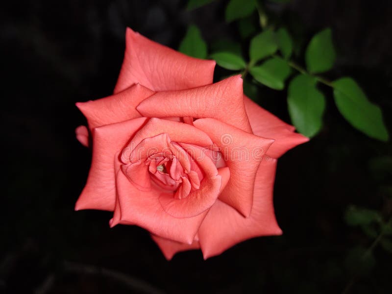 The night vision rose stock photo. Image of plant, orange - 210435652