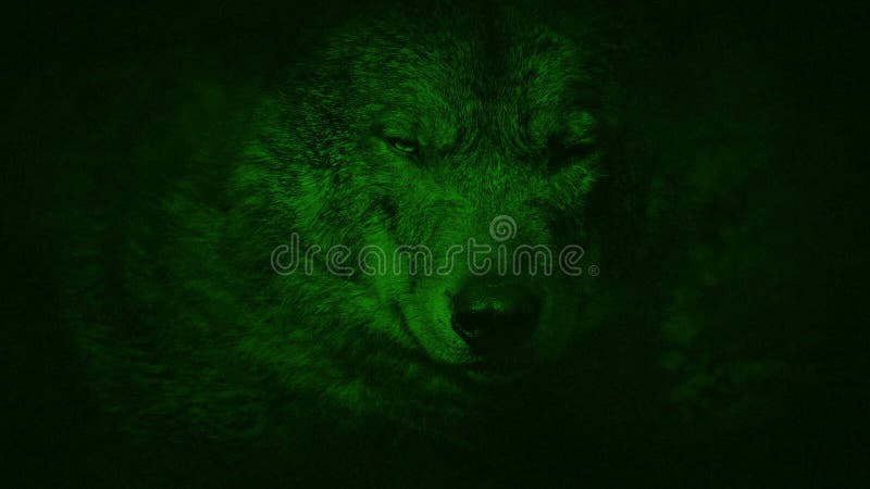 Night Vision View of Wolf Growling Stock Video - Video of vision ...