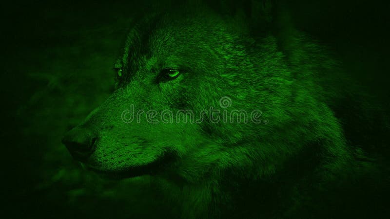 Night Vision View of Timber Wolf Stock Video - Video of night, camera ...