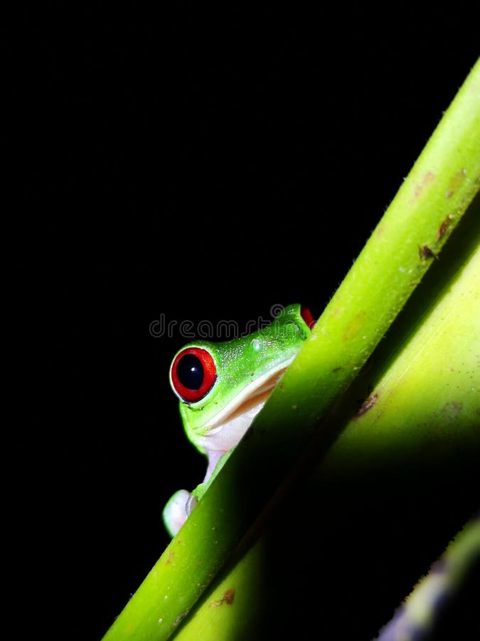 Night Walk, Red Eyed Tree Frog Stock Photo - Image of tree, walk: 218568298