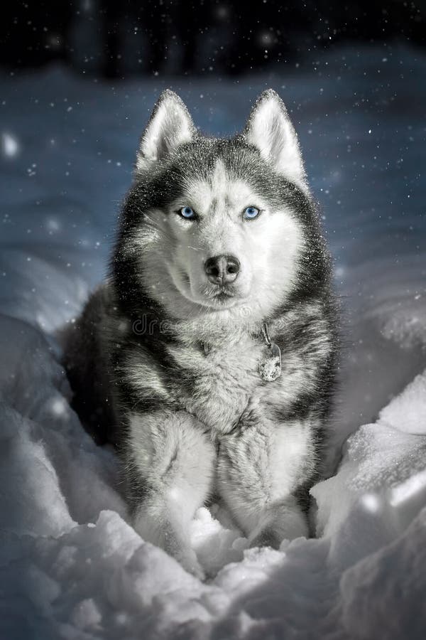 Night Walk with Siberian Husky Dog in Winter Forest. Light on the Dog S ...