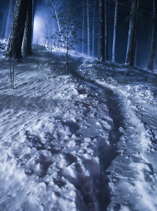 Night winter forest stock photo. Image of rural, cold - 50381578