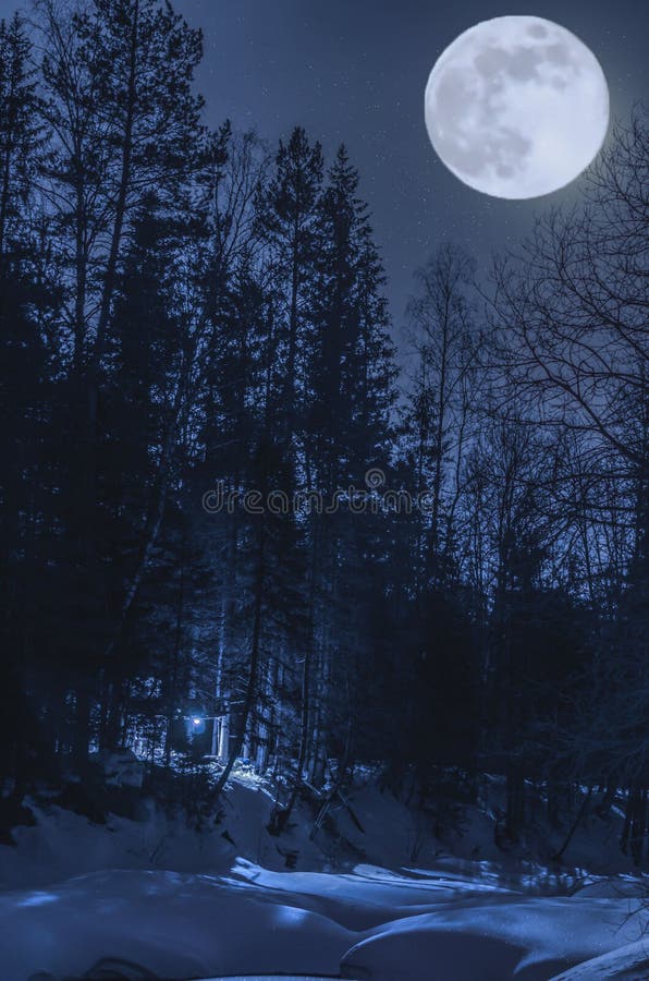 Night, Winter Forest in the Moonlight Stock Image - Image of light ...