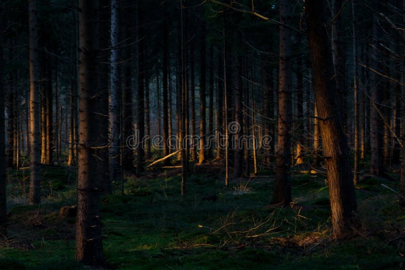 Nightfall in Dark Pine Forest Stock Photo - Image of mystery, forest ...