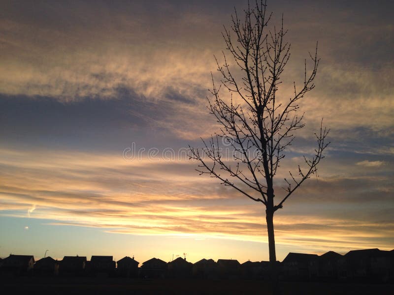 Nightfall stock image. Image of tree, lonely, nightfall - 69917437