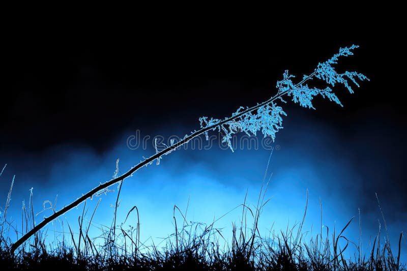 Nightfall Mist and Frost-Covered Plant in a Tranquil Field Stock Image ...