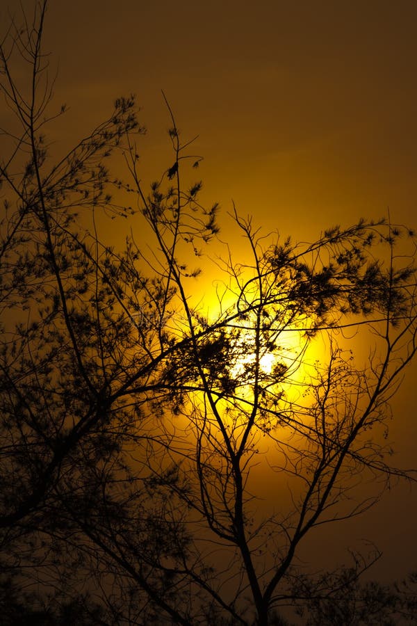Nightfall with tree stock photo. Image of sunset, scene - 35688044