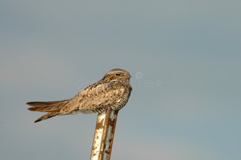 NightHawk stock image. Image of animal, bird, avian, resting - 17997495