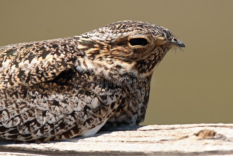 Nighthawk Daytime Perch stock image. Image of animal - 22509377