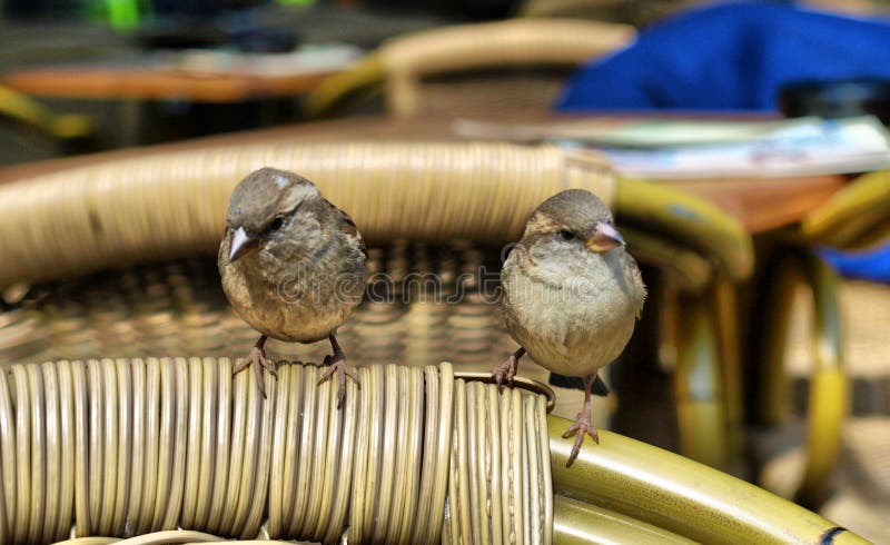 Nightingale-Spirit of the Forest Stock Image - Image of beautiful, life ...