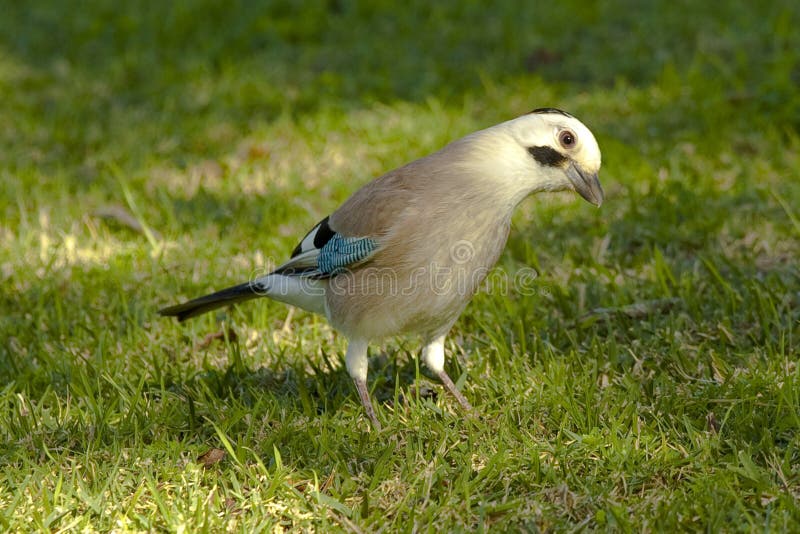 Pekin Robin Stock Photos - Free & Royalty-Free Stock Photos from Dreamstime