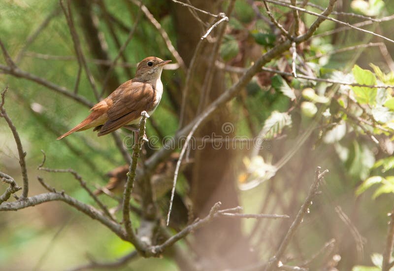 Nightingale, Luscinia Megarhynchos, Stock Image - Image of wood, beak ...