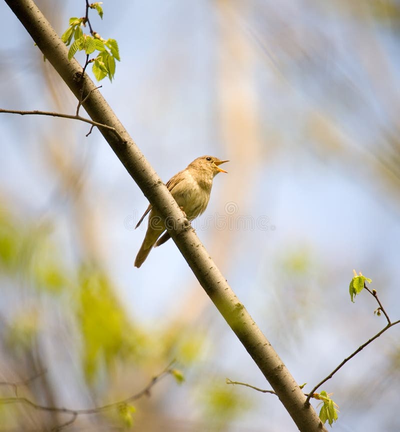 Nightingale stock image. Image of green, feather, ornithology - 3791523