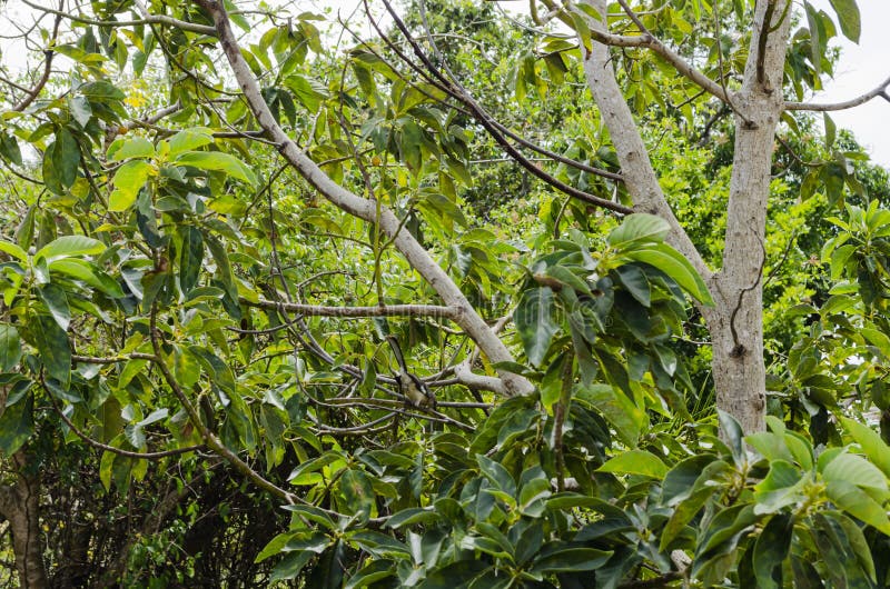 Nightingale in Avocado Tree Stock Photo - Image of forestry, plants ...