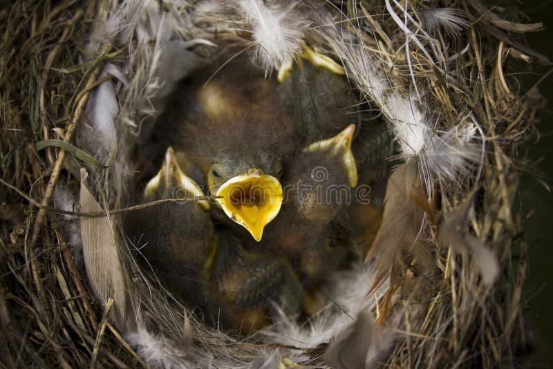 Nightingale stock photo. Image of small, aviary, bird - 57164270