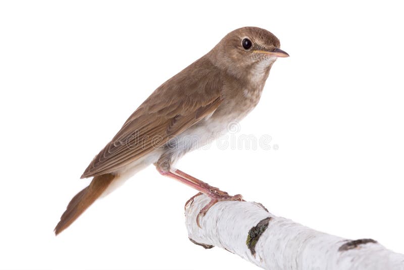 Nightingale Isolated on White Stock Photo - Image of wildlife, love ...