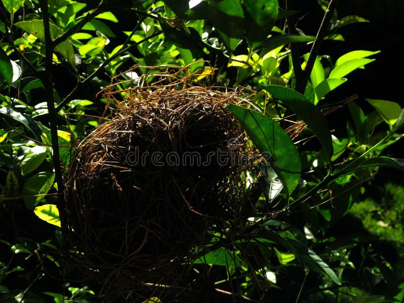 Nightingale Nest in Orange Tree. Stock Photo - Image of garden, animal ...
