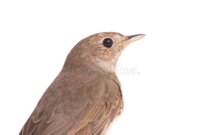 Portrait Nightingale Isolated on White Stock Photo - Image of male ...