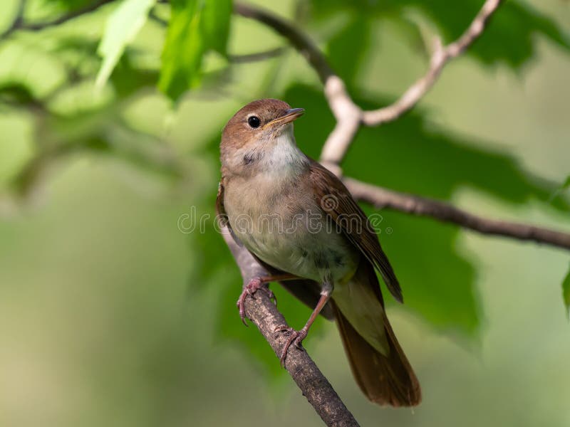 Nightingale Sitting on a Tree Branch Stock Image - Image of avian ...