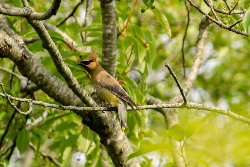 Nightingale Type of Bird on a Branch of a Tree in a Forest Stock Photo ...