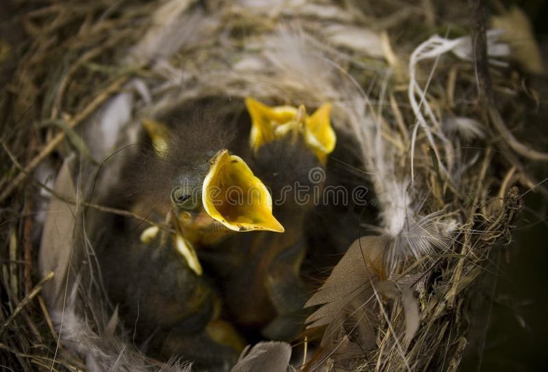 Nightingale stock image. Image of small, thrush, song - 57164257