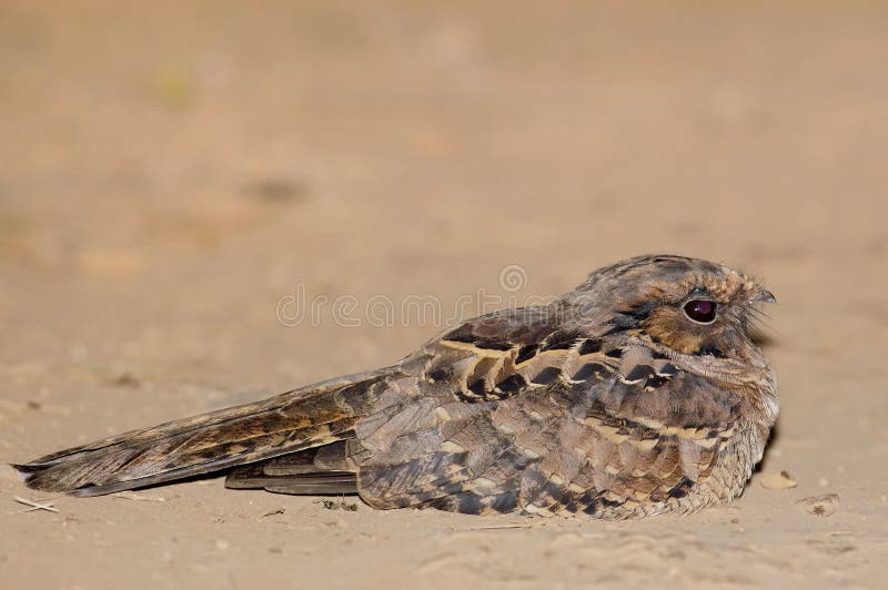 Montane Nightjar stock image. Image of africa, bird, brown - 11371253
