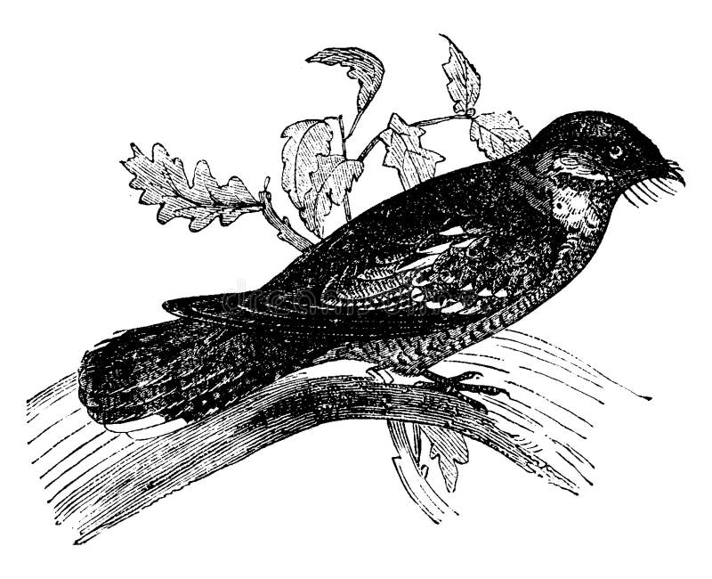 Nighthawk Bird Stock Illustrations – 27 Nighthawk Bird Stock ...