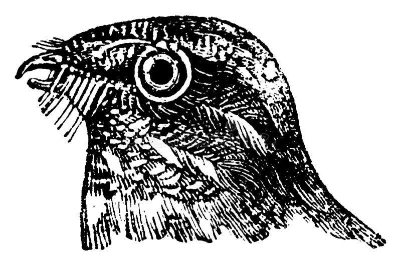 Nighthawk Bird Stock Illustrations – 27 Nighthawk Bird Stock ...