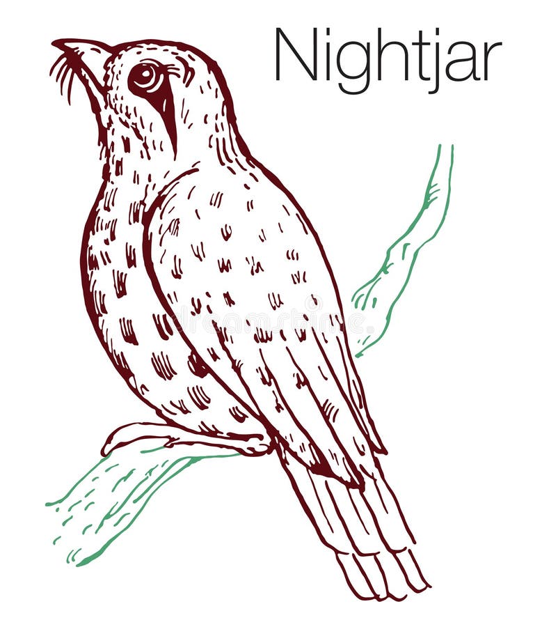 Nightjar Hand Stock Illustrations – 5 Nightjar Hand Stock Illustrations ...