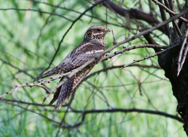 Dusky Nightjar 1 stock image. Image of endemic, nightjar - 32245729