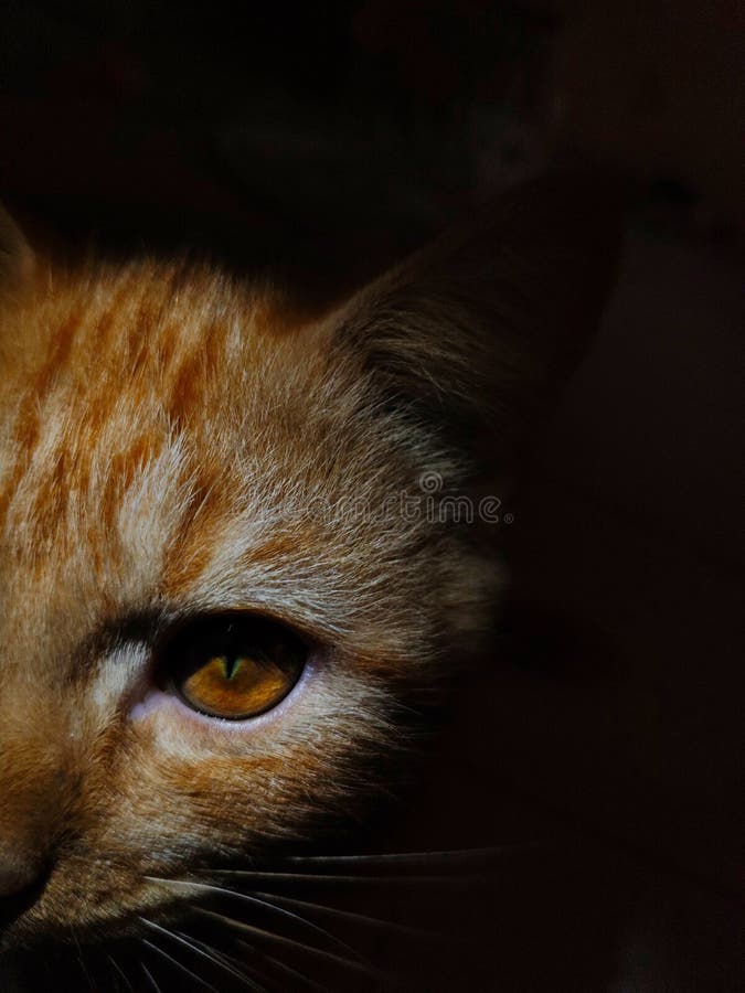 Nightmare cat stock photo. Image of organ, whiskers - 228770600