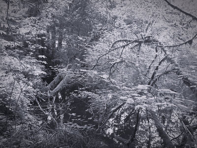 Nightmare Forest with Creepy Trees Stock Photo - Image of foggy, creepy ...