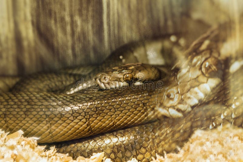 Nightmare of snake stock image. Image of danger, constipation - 51442541