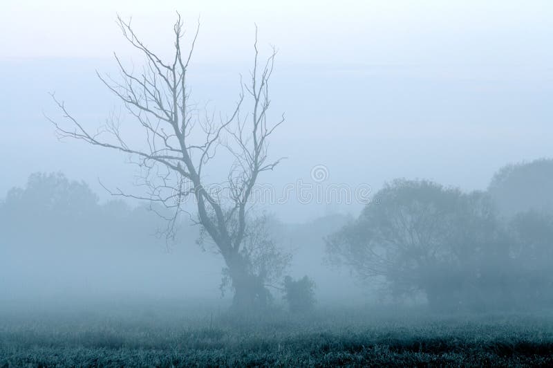 Nightmare tree stock photo. Image of morning, scary, foggy - 2811884