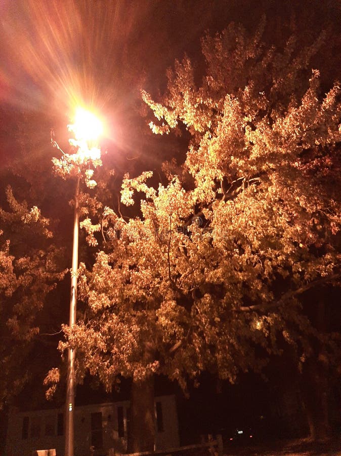 Nighttime in Fall stock image. Image of leaves, fall - 163678583