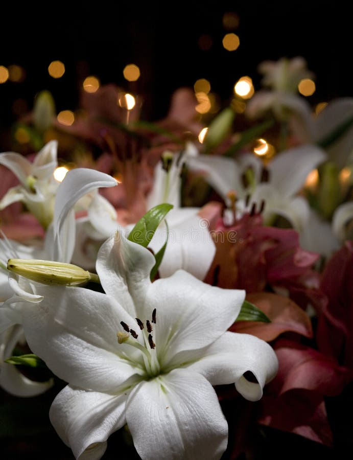 Nighttime flowers stock image. Image of green, pollen - 22759877
