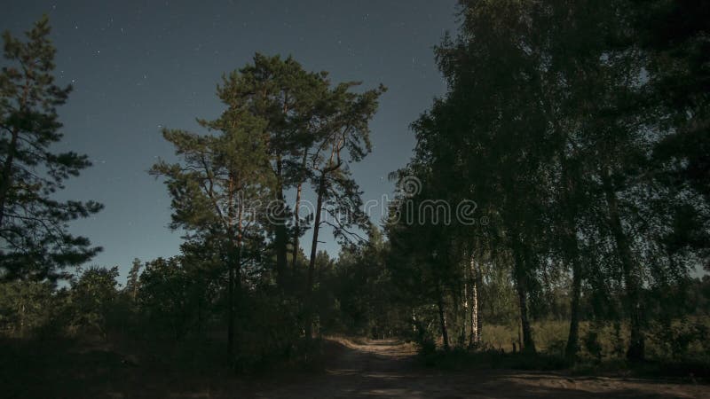 Nighttime Forest Path with Illuminated Trees Under a Starlit Sky in a ...