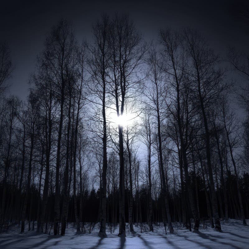 Nighttime Forest with Silhouetted Trees Illuminated by the Moon Stock ...