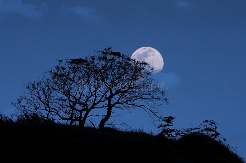 Nighttime Moon Sky Tree, Landscape, Beauty in Nature Stock Image ...