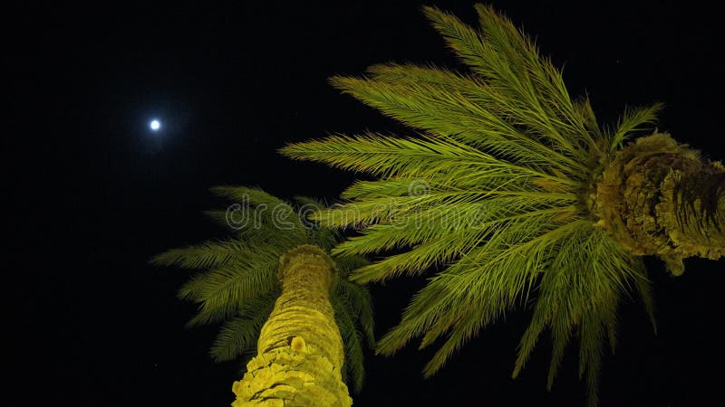 Nighttime Palm Trees Under a Bright Moon in a Serene Tropical Setting ...