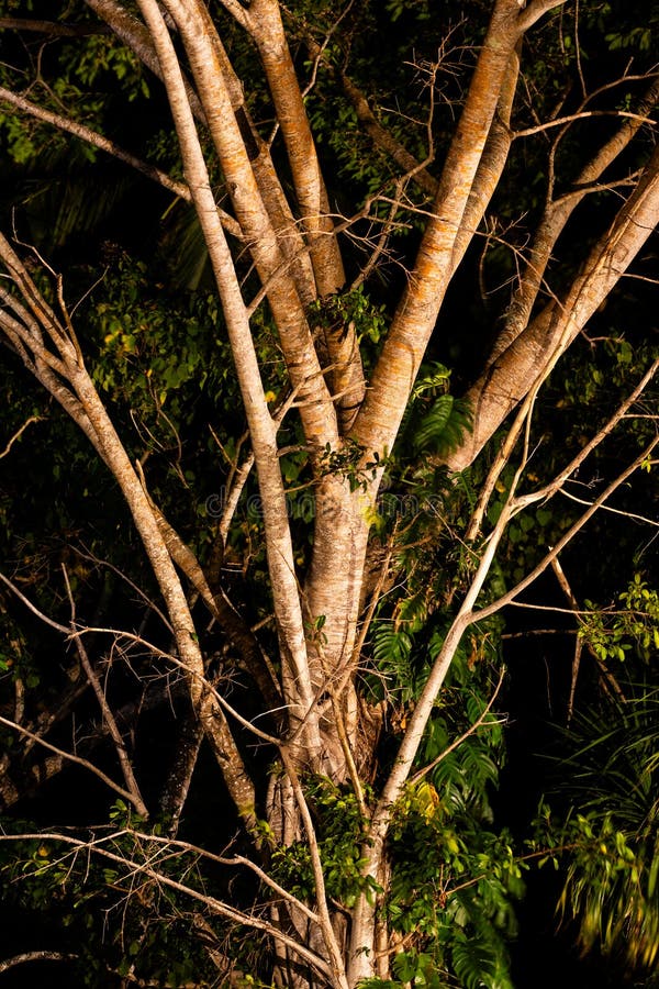 Nighttime View of a Grand Tree from Below. a Calm Night in the Heart of ...