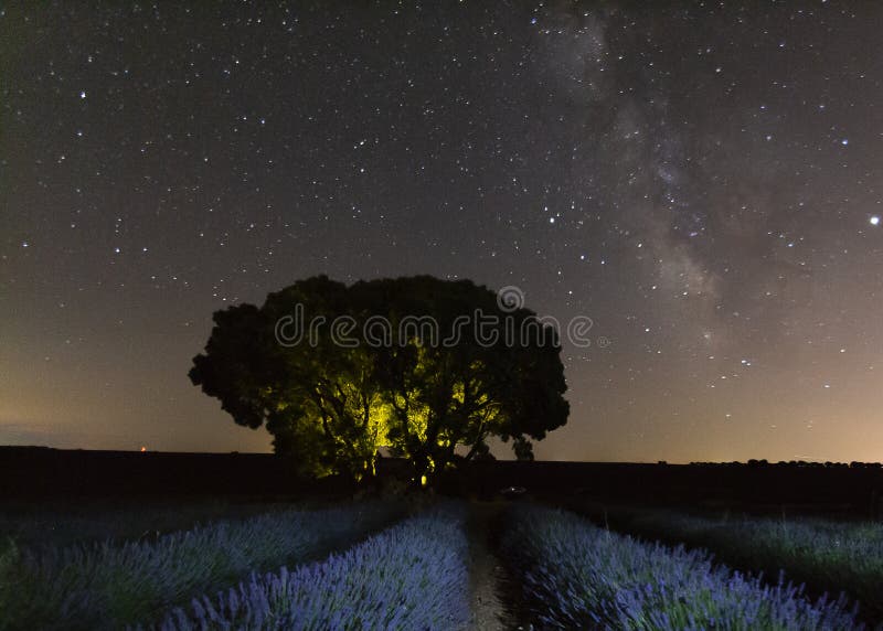 Nighttime View of a Lavender Field Under a Starry Sky with a Large Tree ...