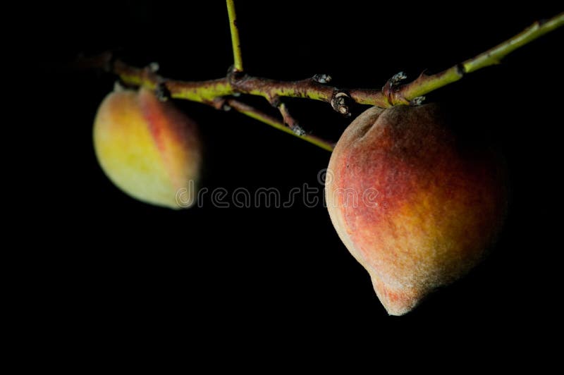 Peaches at Night stock photo. Image of food, night, tree - 29963498