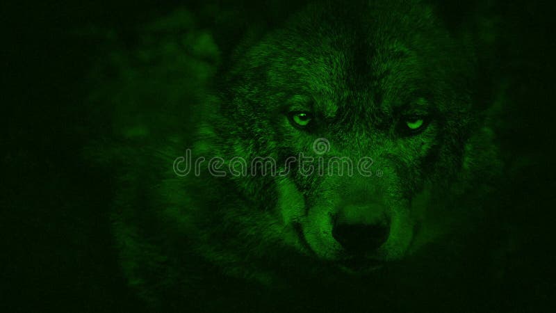 Nightvision Wolf Looking Around the Woods Stock Video - Video of animal ...