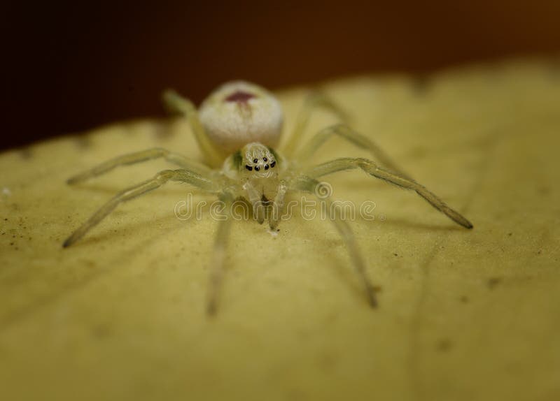 Nigma Puella Spider Looking at You Stock Image - Image of closeup ...