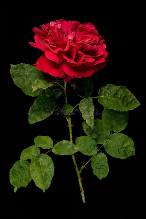 Pink-red Rose with Green Foliage on Black Background Stock Image ...