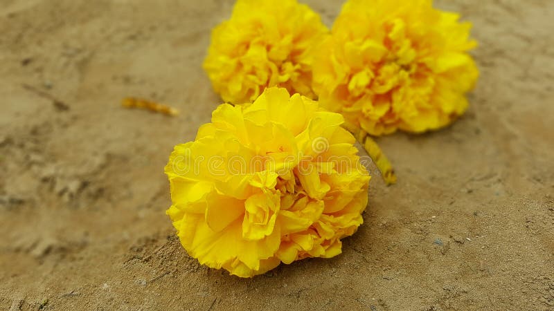Yellow Nika Flower Stock Photos - Free & Royalty-Free Stock Photos from ...