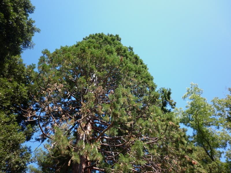 Nikitsky Botanical Garden in Crimea. Yalta. Old Tall Tree. Stock Image ...