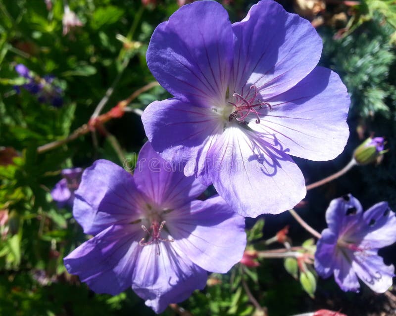 Nikko Blue Hydrangea Flowers Stock Photo - Image of botanical, humboldt ...