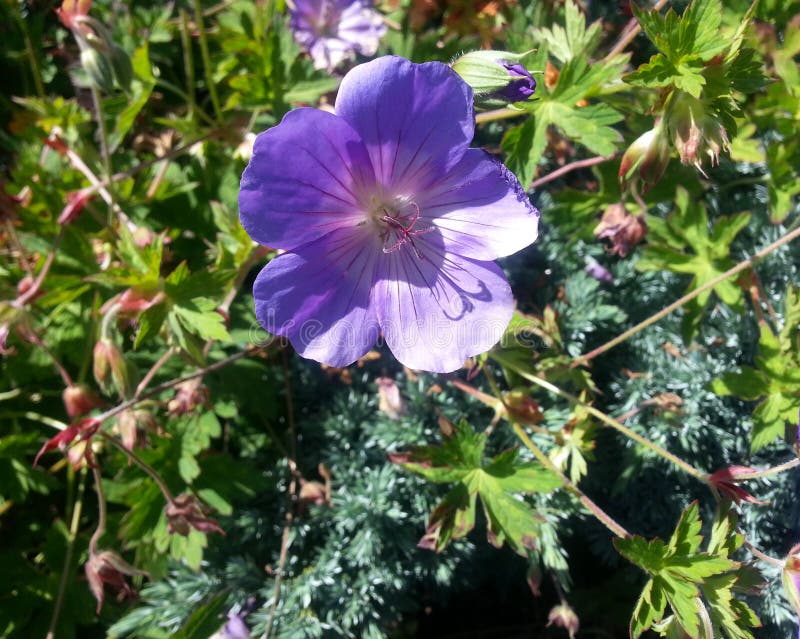 Nikko Blue Hydrangea stock image. Image of gorgeous, getaway - 97260549